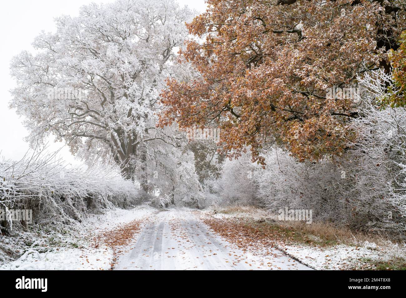Warwickshire countryside in the winter snow. Cotswolds, Warwickshire ...