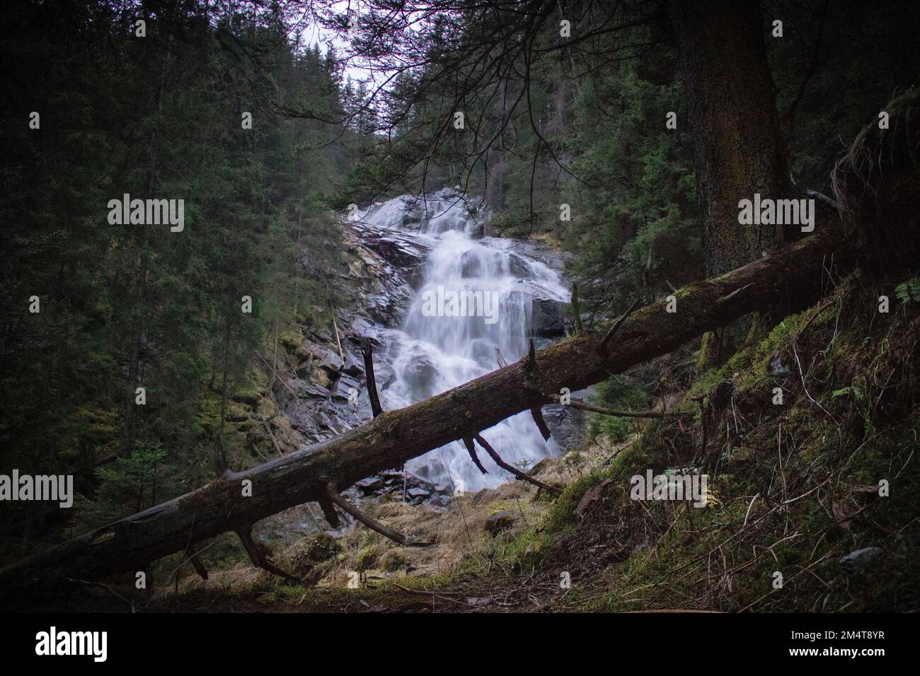 A scenic view of a cascade surrounded by evergreen trees in a magical ...