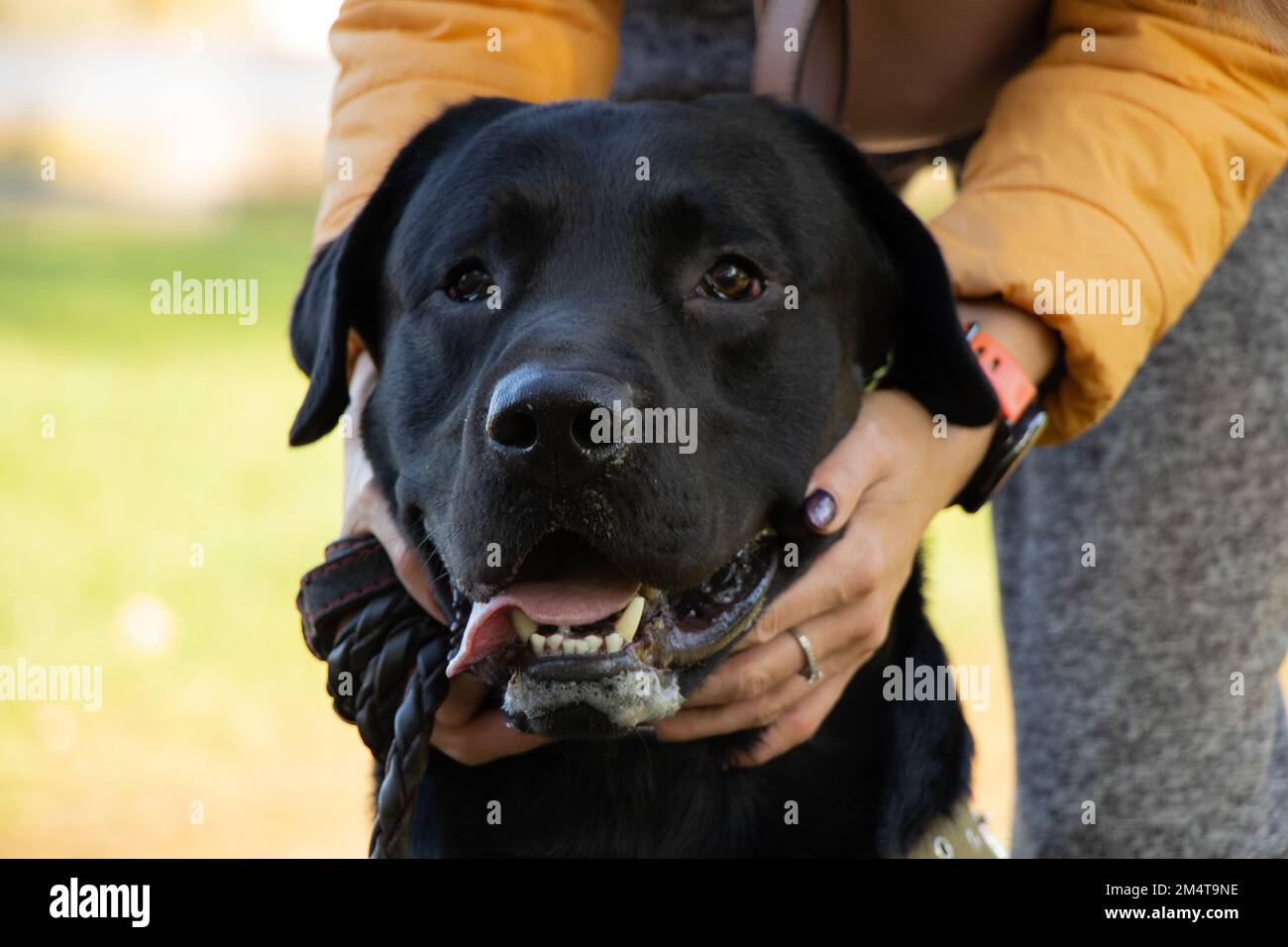 adult black labrador in parks with a man on a walk in the spring in ...