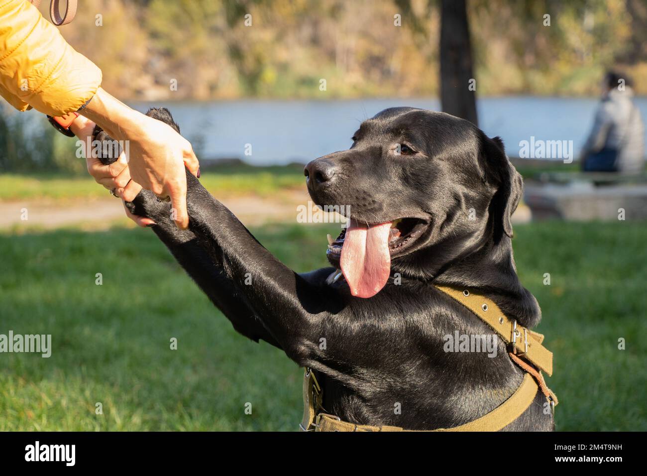 adult black labrador in parks with a man on a walk in the spring in ...