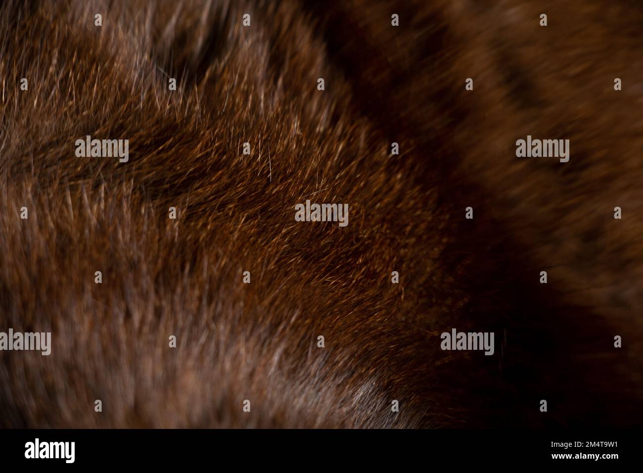 background of black cat fur close-up, black cat, wool Stock Photo - Alamy