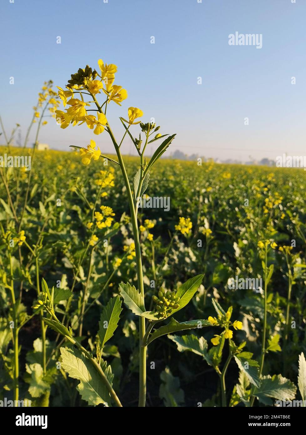 beautiful view of green field of yellow mustard flowers Stock Photo - Alamy