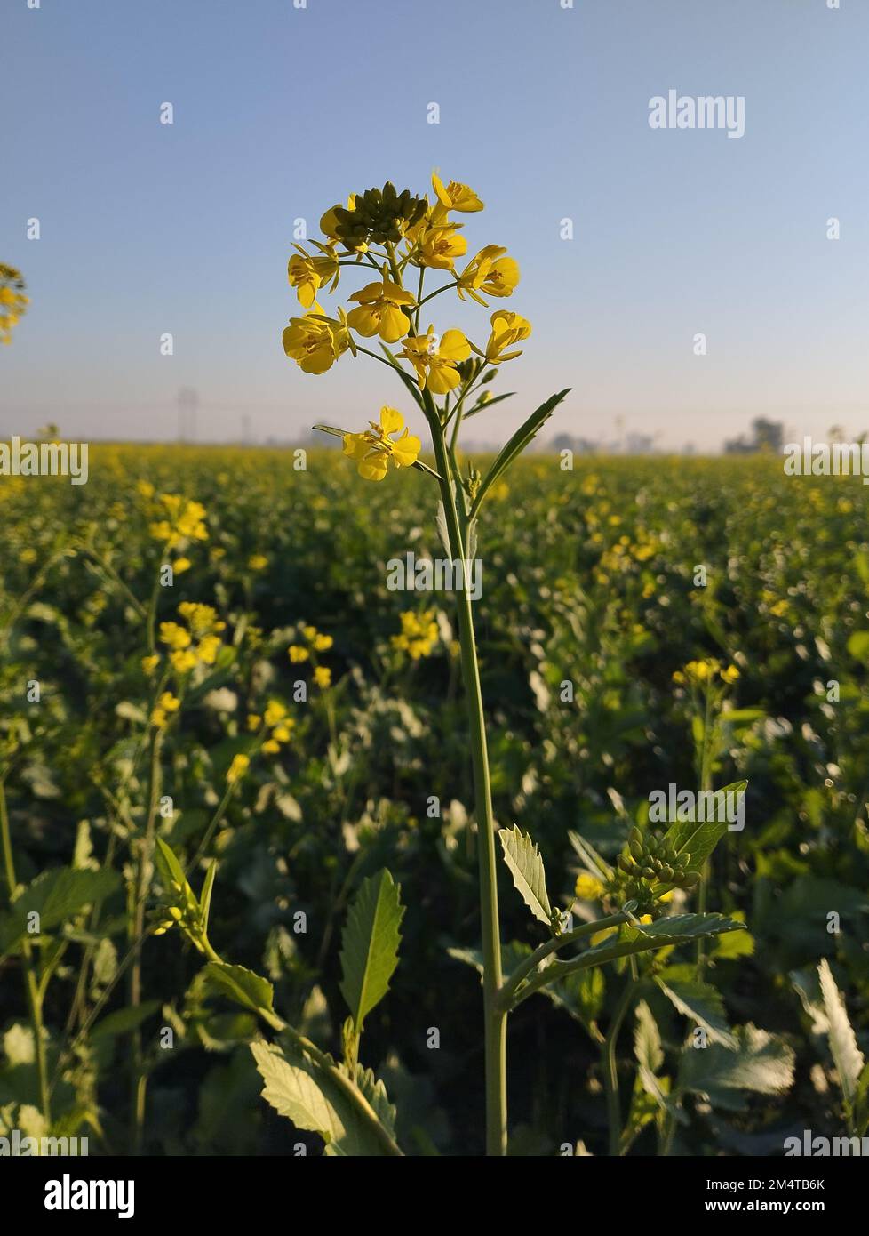beautiful view of green field of yellow mustard flowers Stock Photo - Alamy