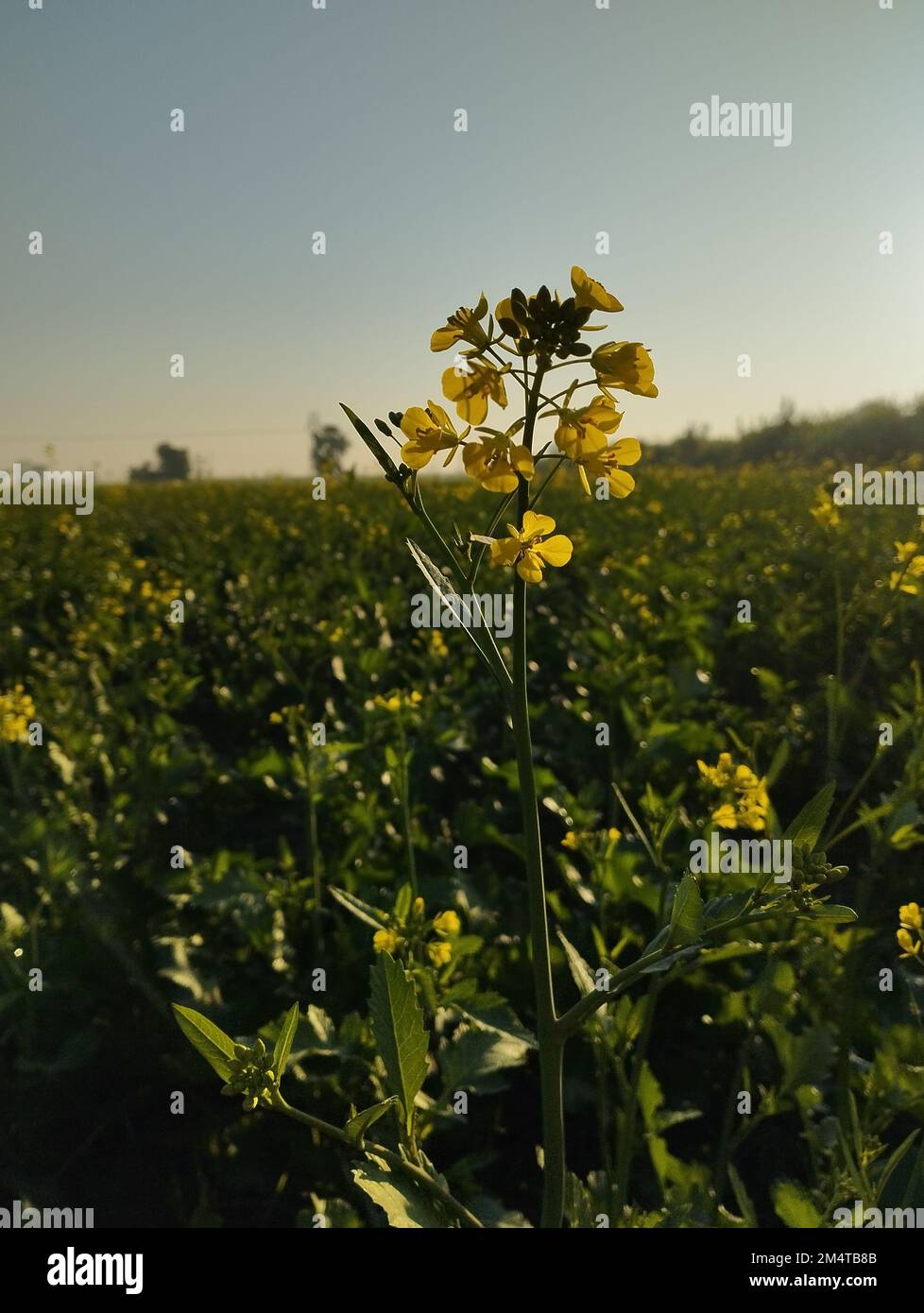 beautiful view of green field of yellow mustard flowers Stock Photo - Alamy