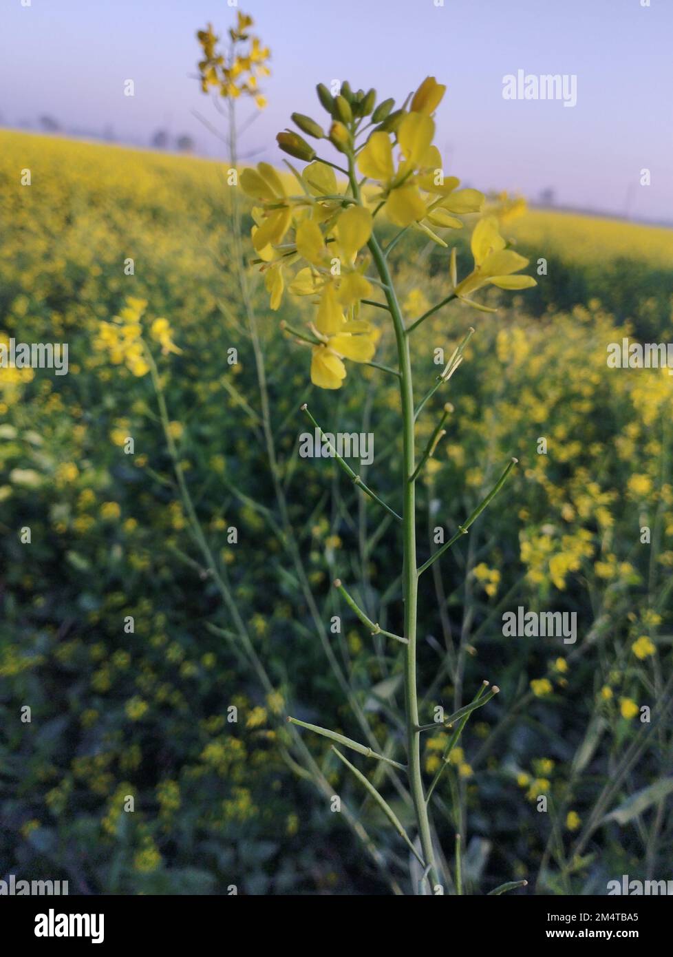 beautiful view of green field of yellow mustard flowers Stock Photo - Alamy