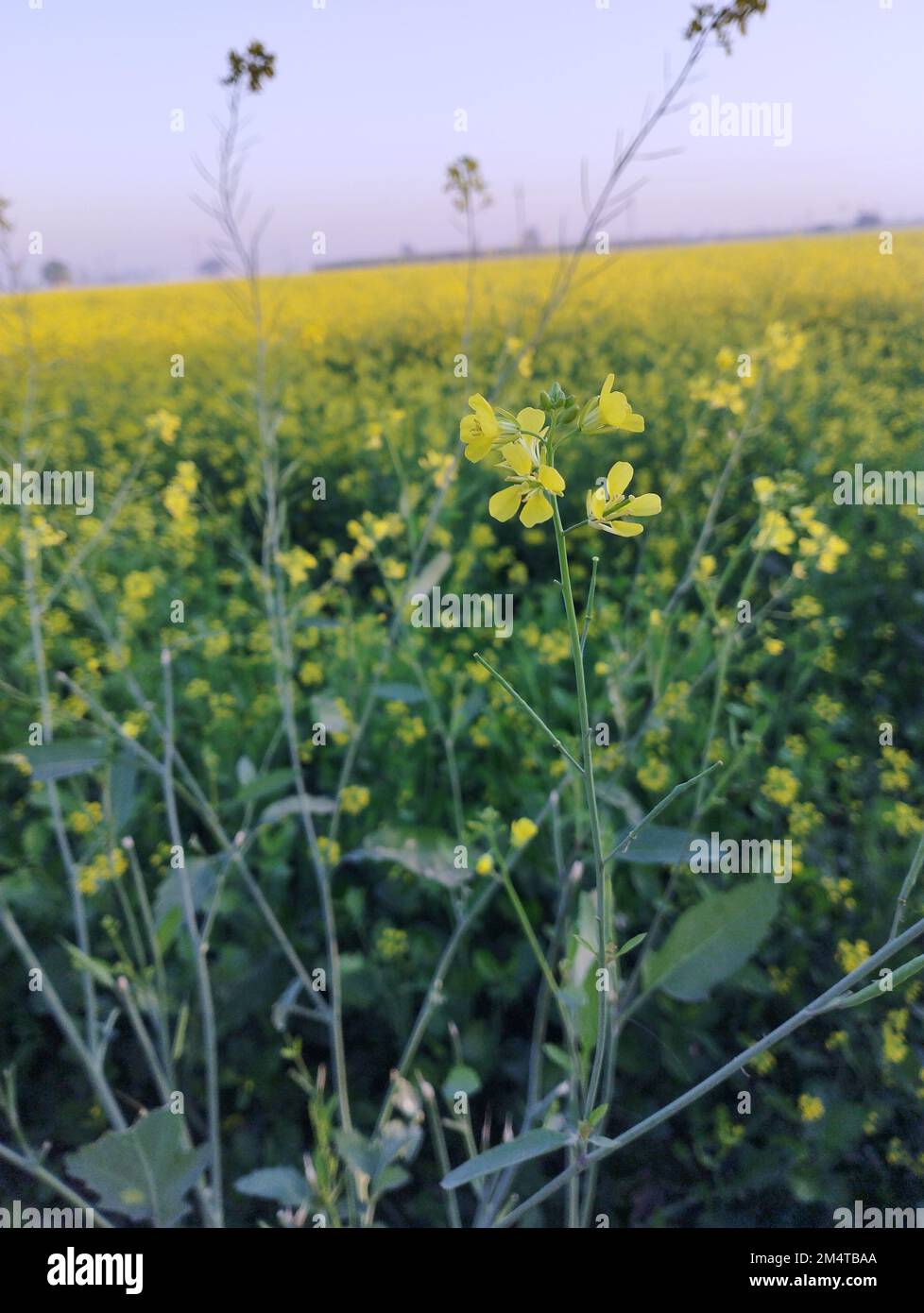 beautiful view of green field of yellow mustard flowers Stock Photo - Alamy