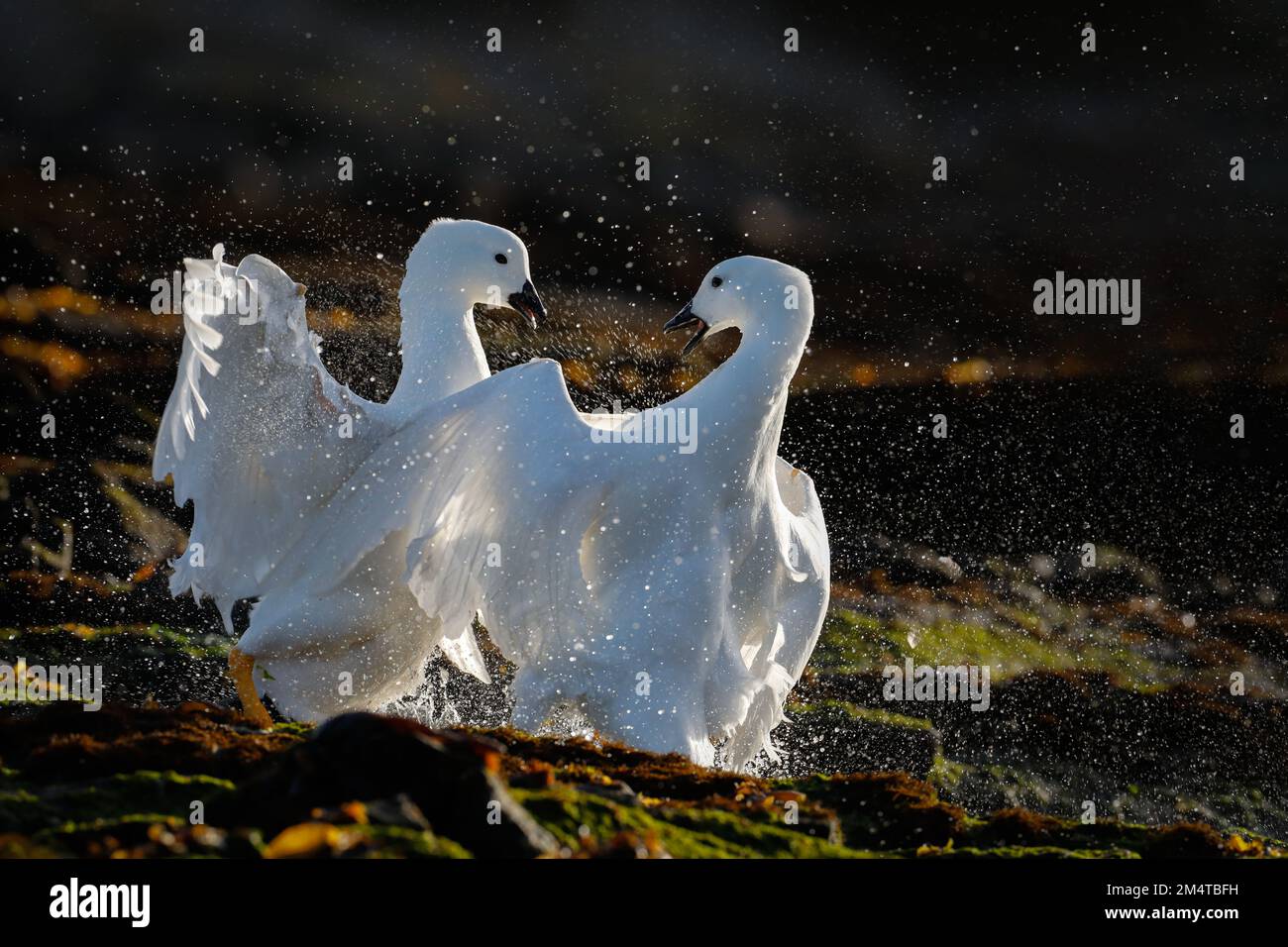 Mating pose hi-res stock photography and images - Alamy