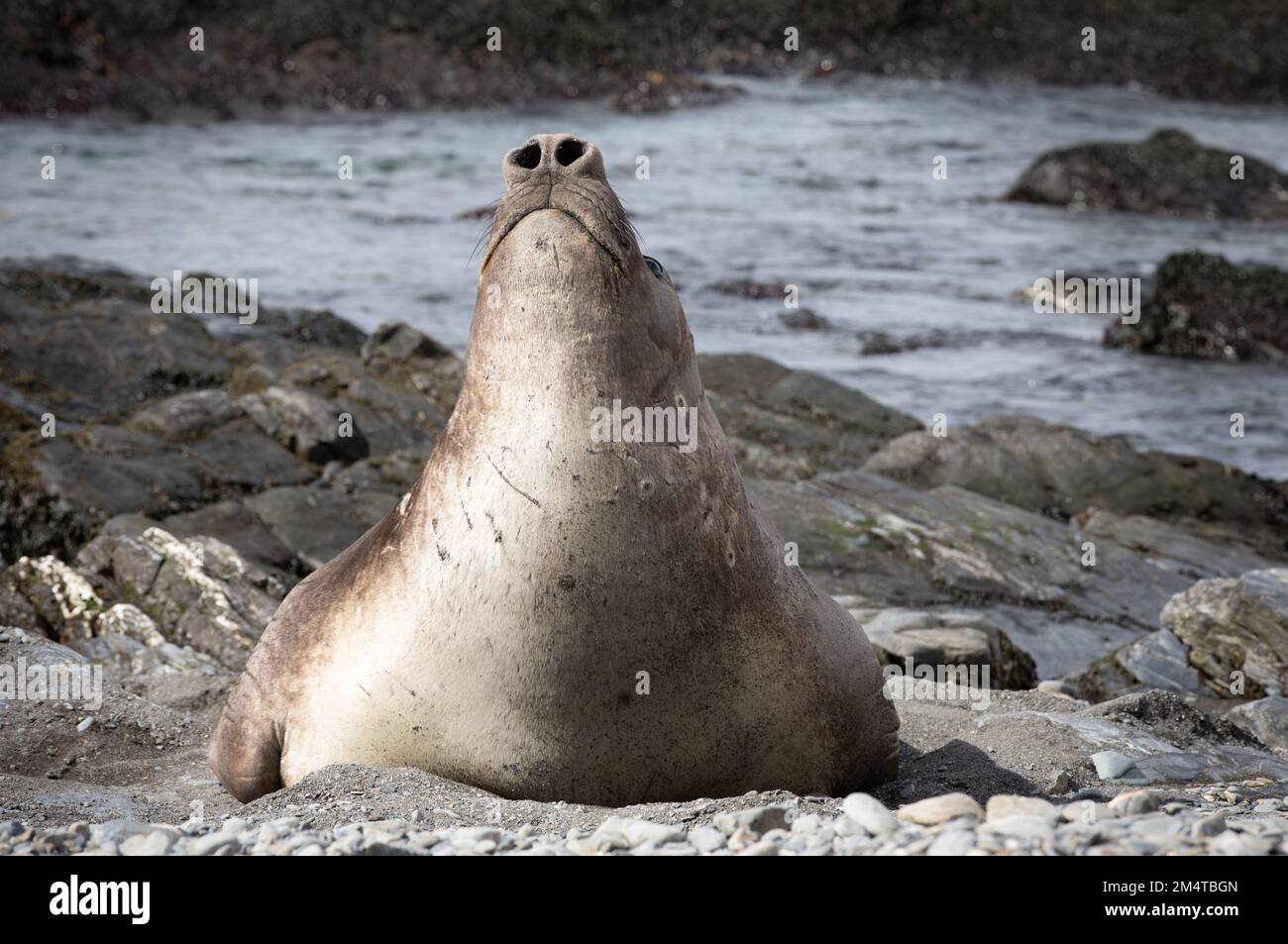 Young male elephant seal breathing with large nostrils. South Georgia ...