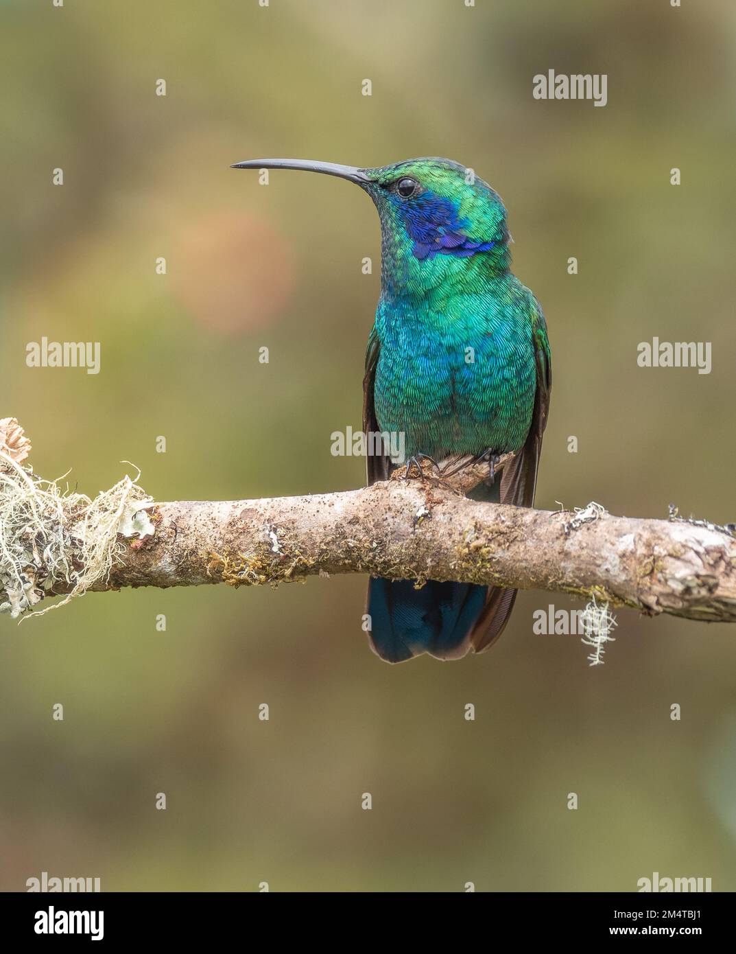 front view of a lesser violetear hummingbird on a perch at a garden ...