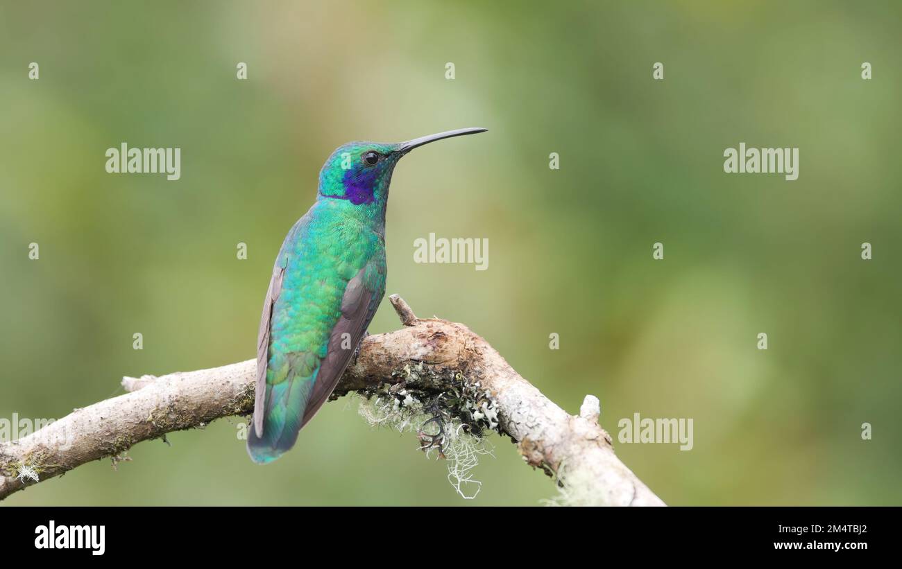 rear view of a lesser violetear hummingbird on a perch Stock Photo - Alamy