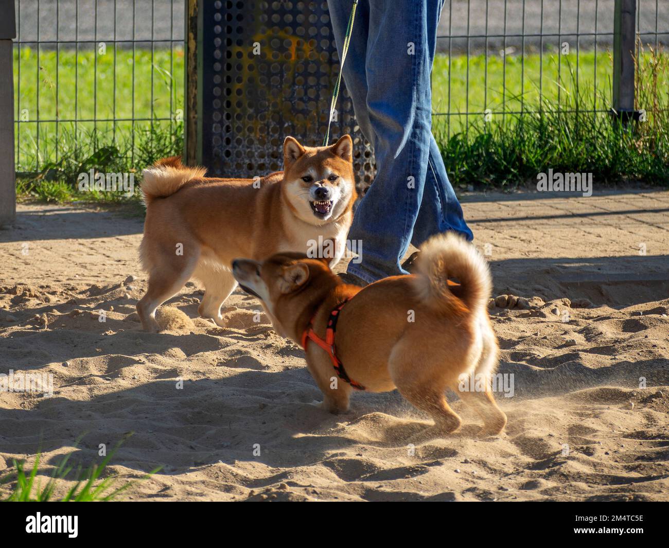 Shiba Inu Size Compared To Human