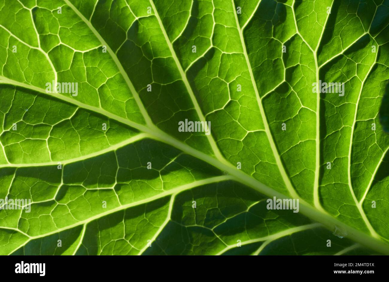 Close-up view of green leaf with structure lines Stock Photo - Alamy