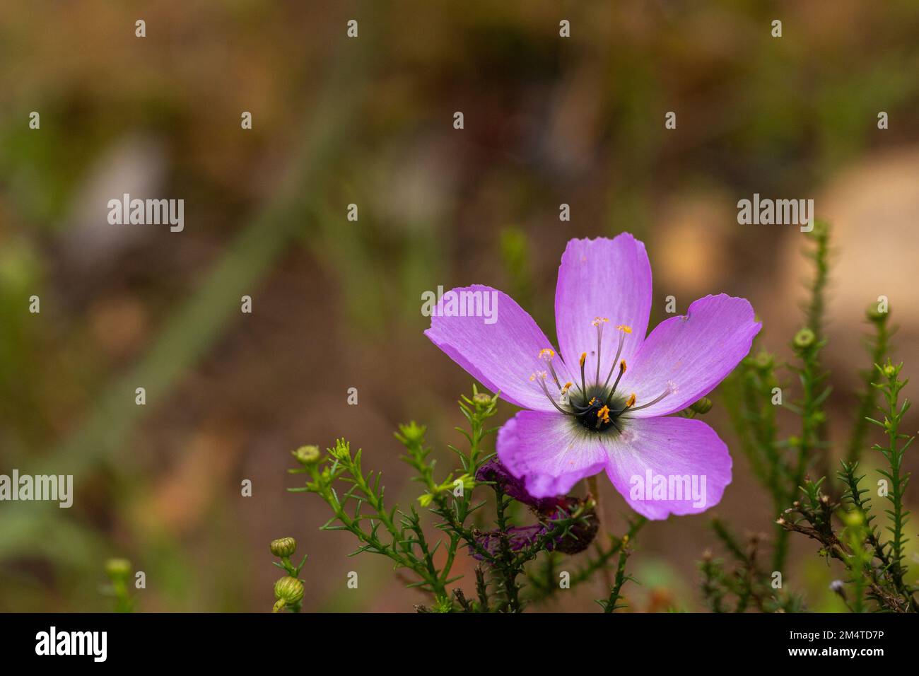 Close-up of a pink flower of Drosera cistiflora, a carnivorous plant ...