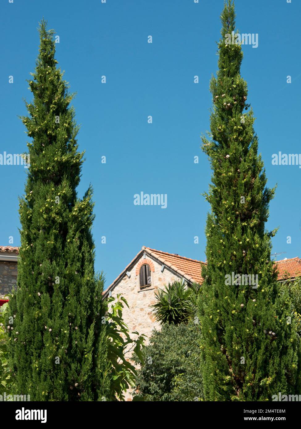 Two Cypress trees with traditional houses with blue sky in Le Castellet ...
