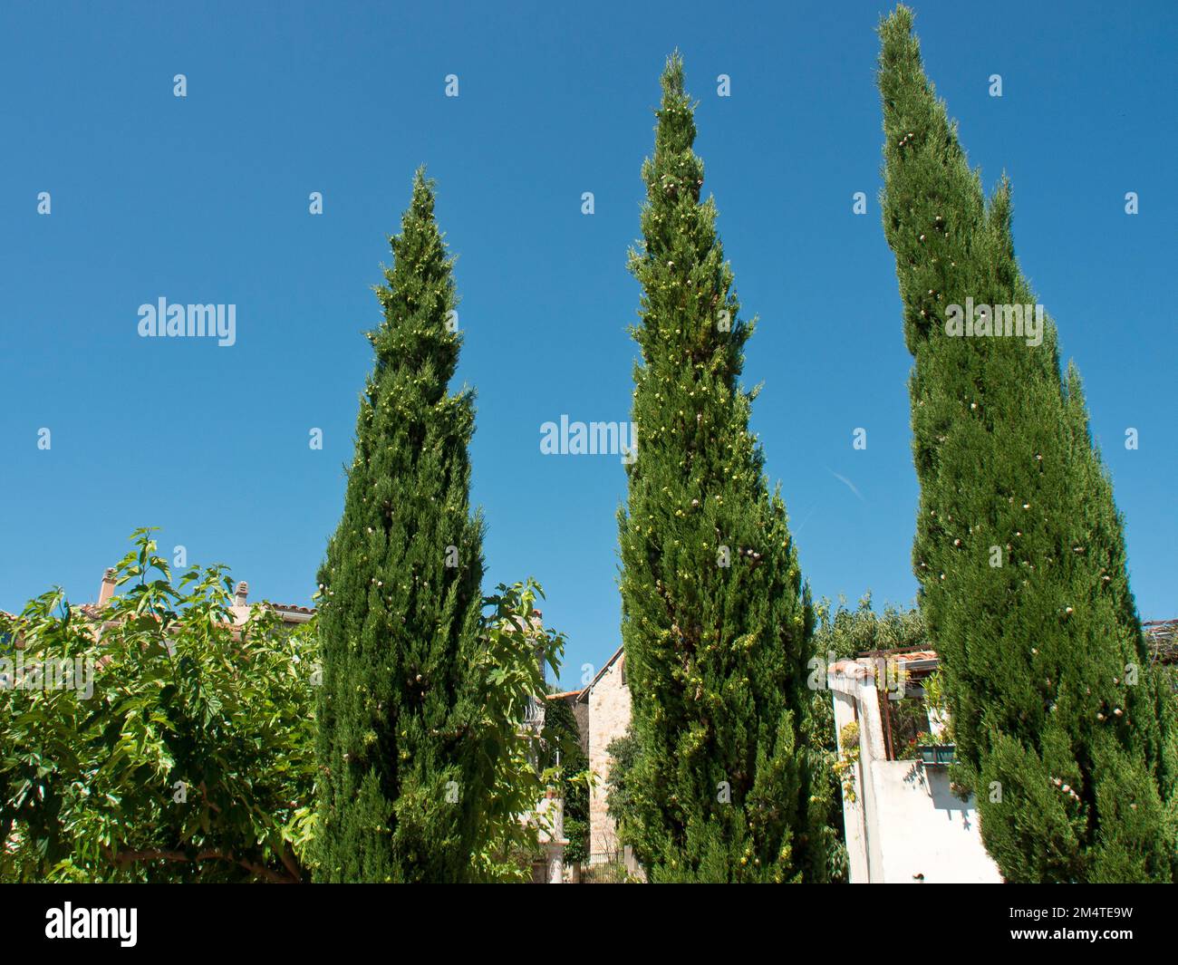 Green Cypress trees with traditional houses with blue sky in Le ...