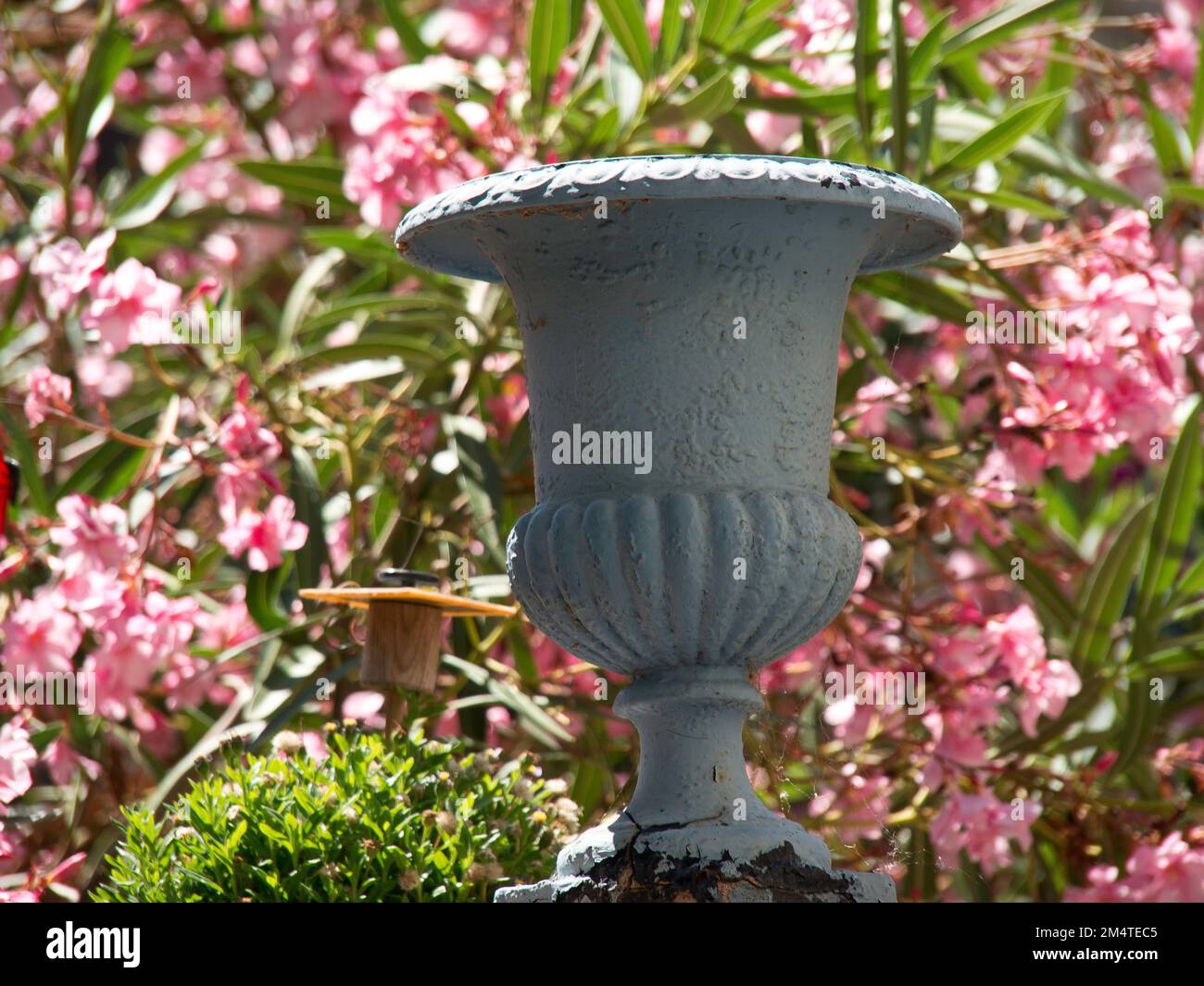 A Medici Vase with blossom oleander flowers in the garden Stock Photo ...