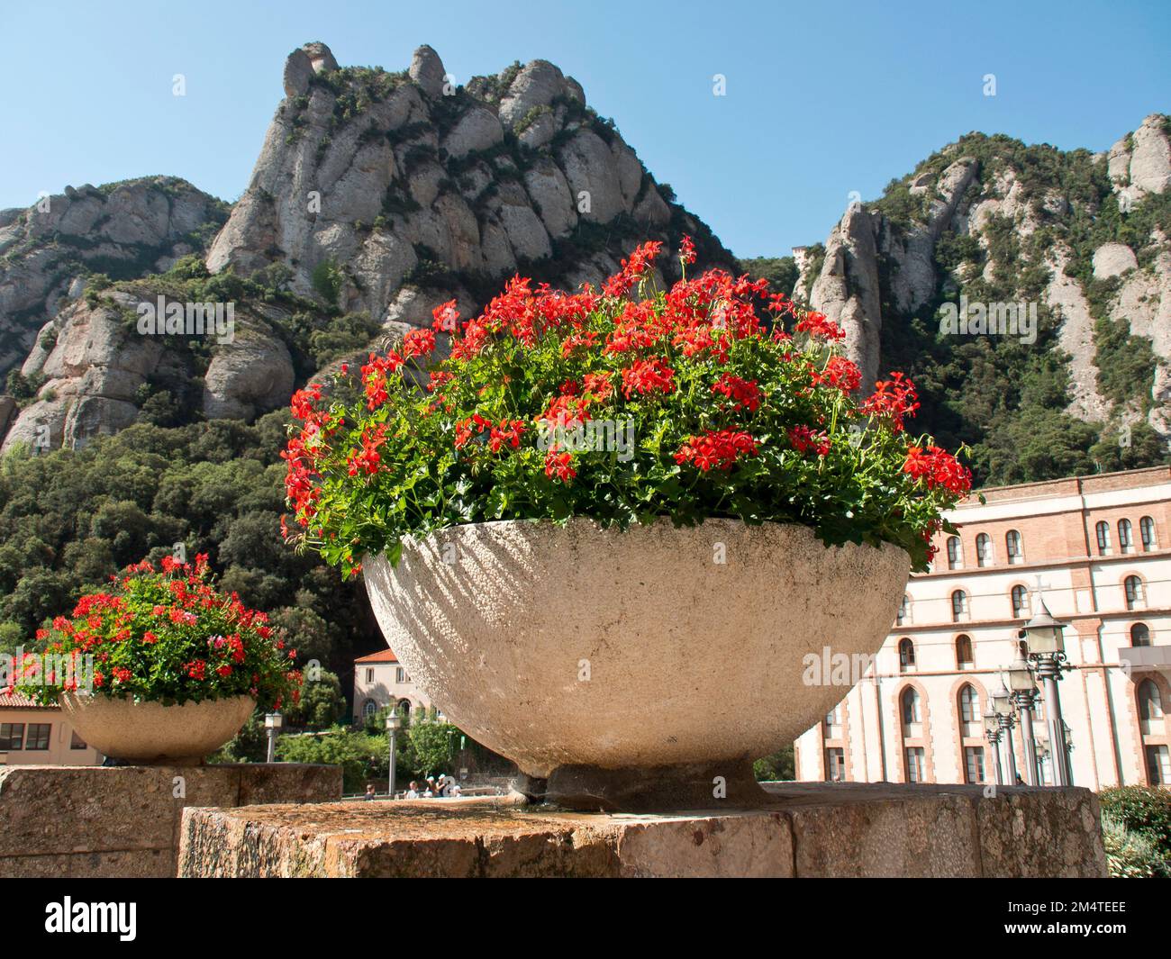 Blossom red flowers pot under the Abbey of Montserrat mountain in ...