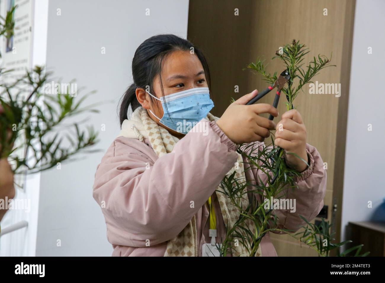 Students learn the techniques of making bonsai (a kind of intangible ...