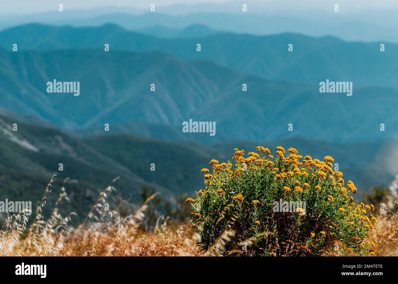 A natural view of flowering bush on a hill against vast mountains ...