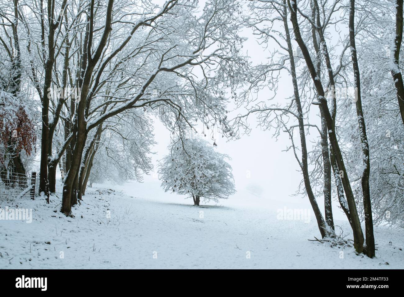 Trees in the snow and fog on Broadway Hill along the cotswold way ...