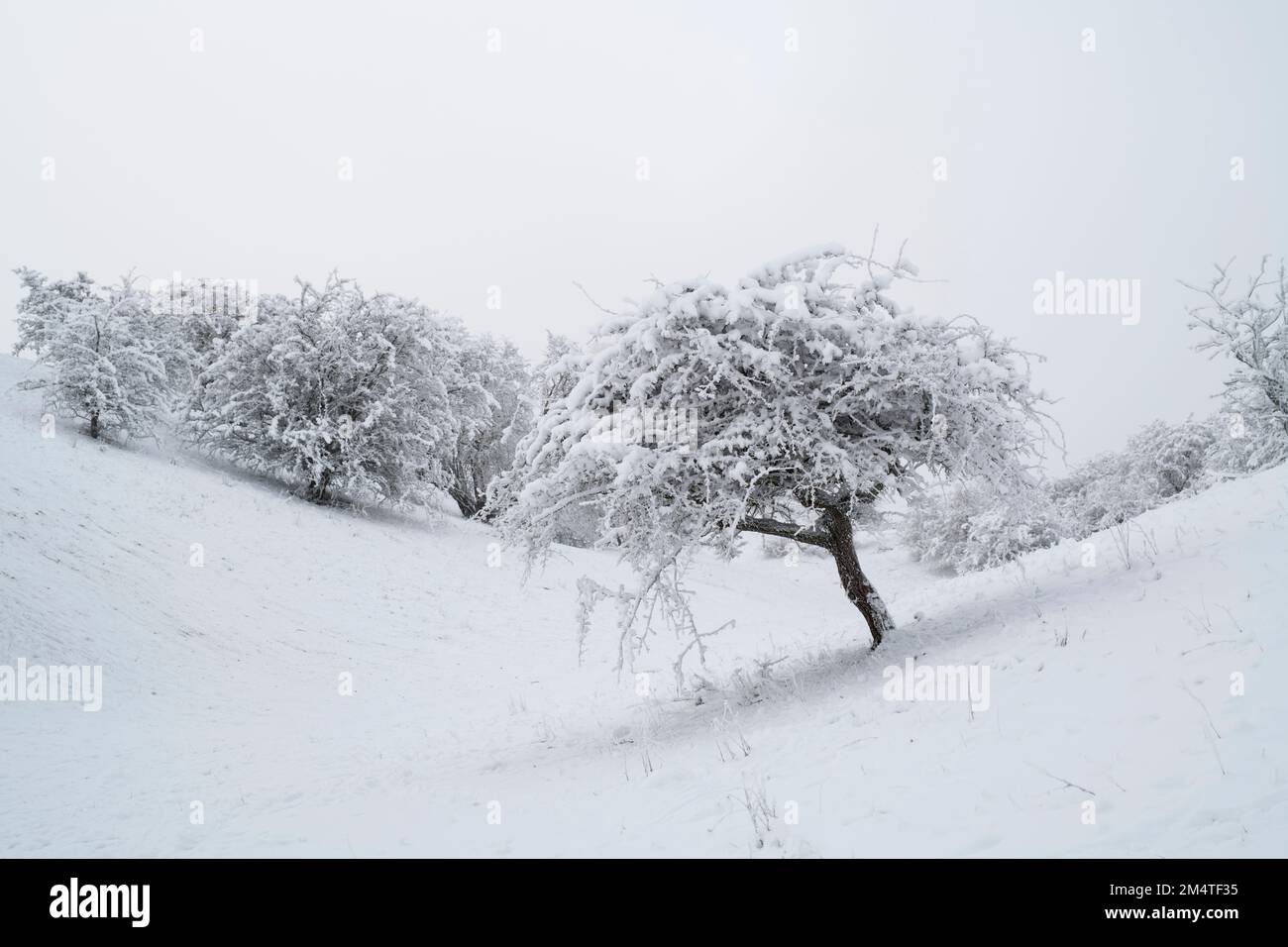 Trees in the snow and fog on Broadway Hill along the cotswold way ...