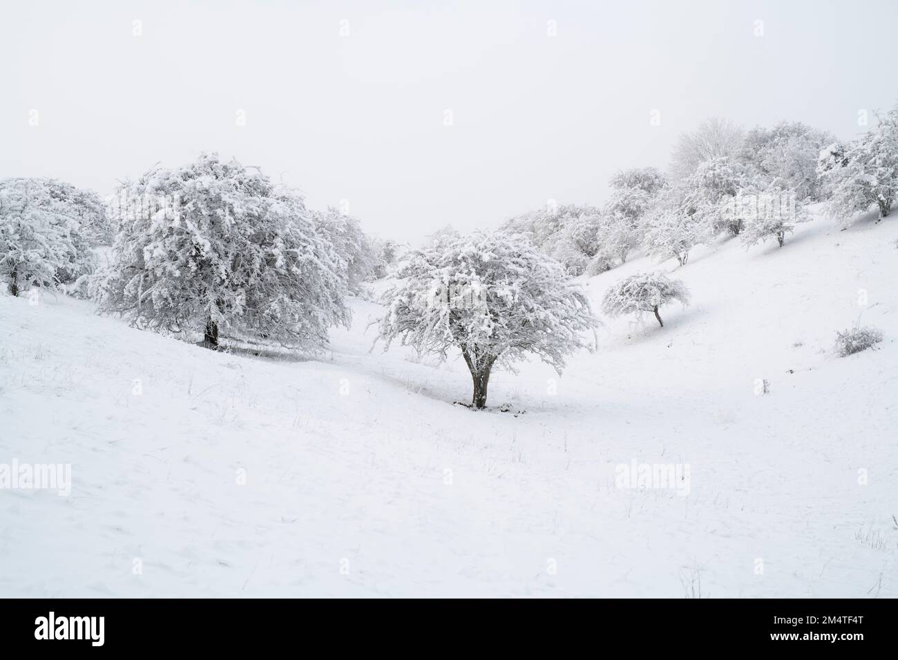 Trees in the snow and fog on Broadway Hill along the cotswold way ...
