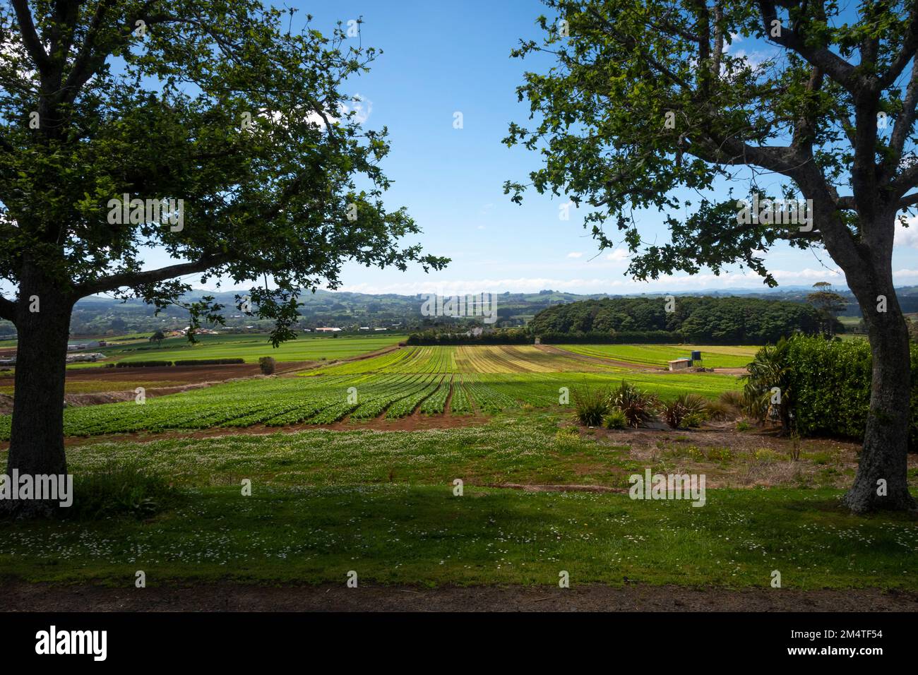 Cabbages growing in field at Pukekohe,a market gardening area south of ...