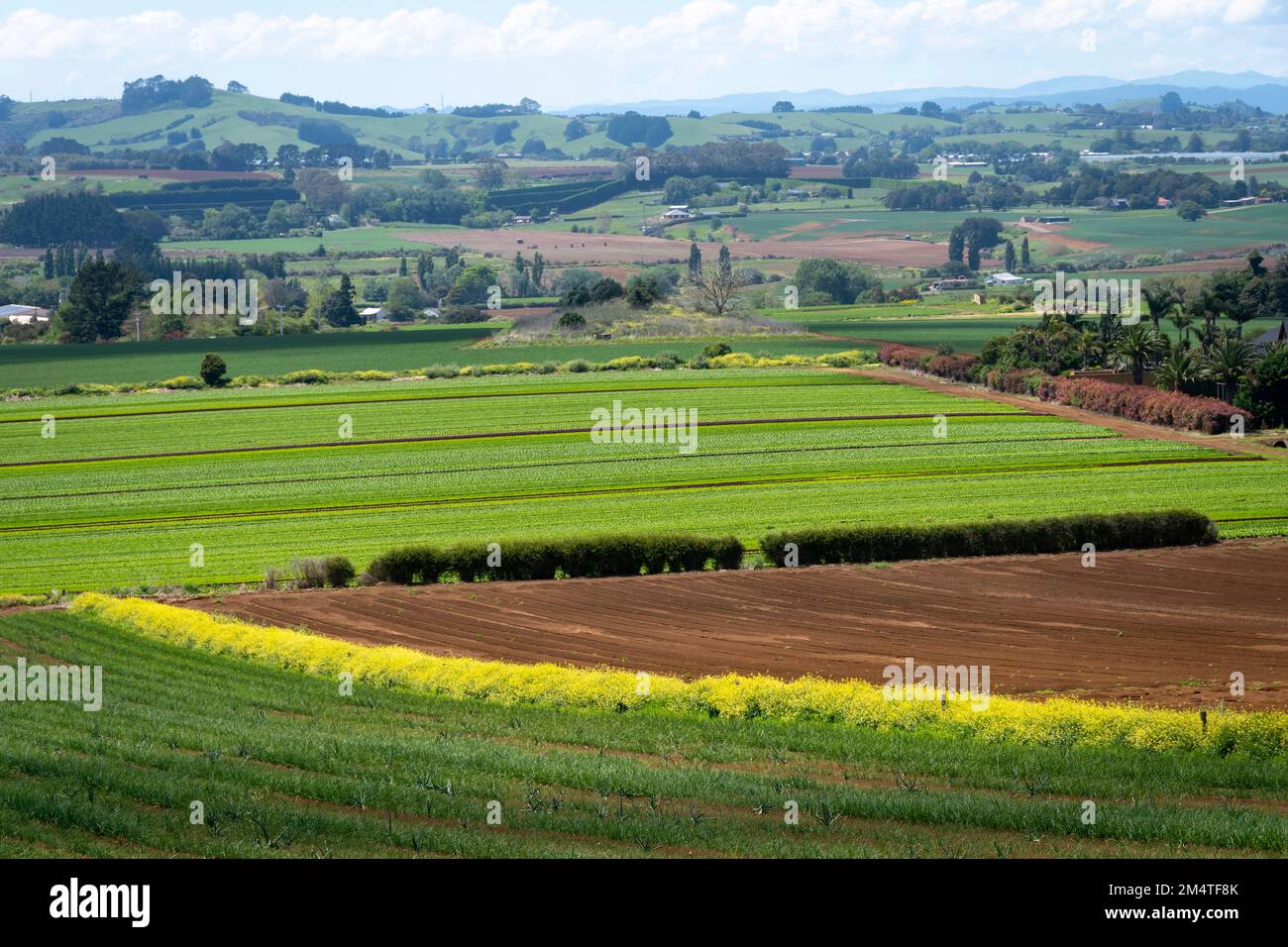 Onions growing in field at Pukekohe,a market gardening area south of ...