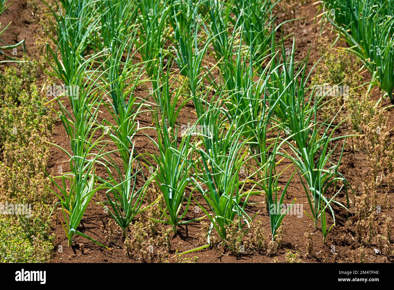 Onions growing in field at Pukekohe,a market gardening area south of ...