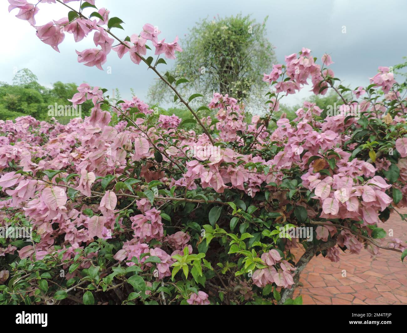 Bougainvillea singapore pink hi-res stock photography and images - Alamy