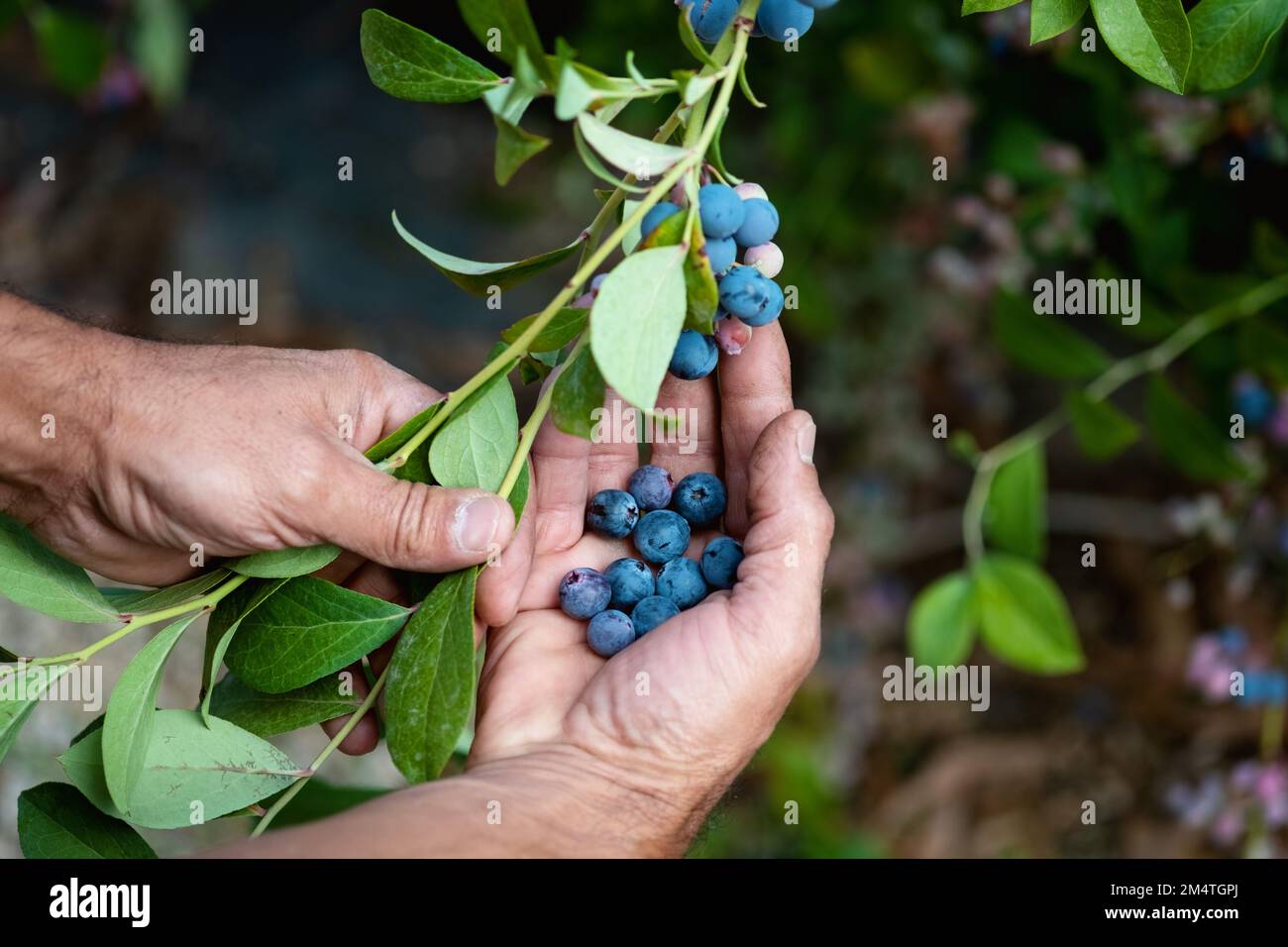 Unrecognizable man hands picking ripe blueberries close up shoot , full ...