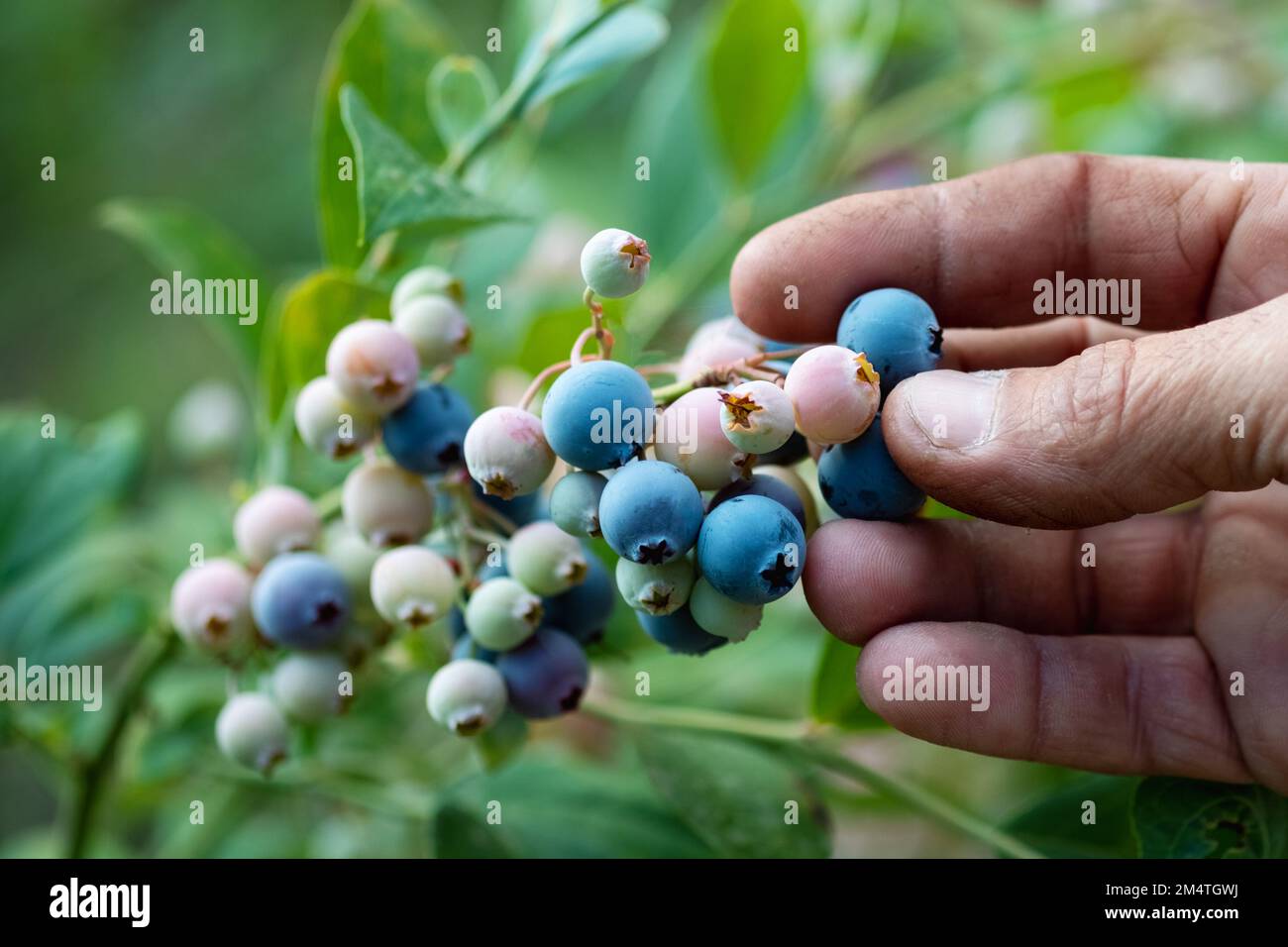Unrecognizable man hands picking ripe blueberries close up shoot , full ...