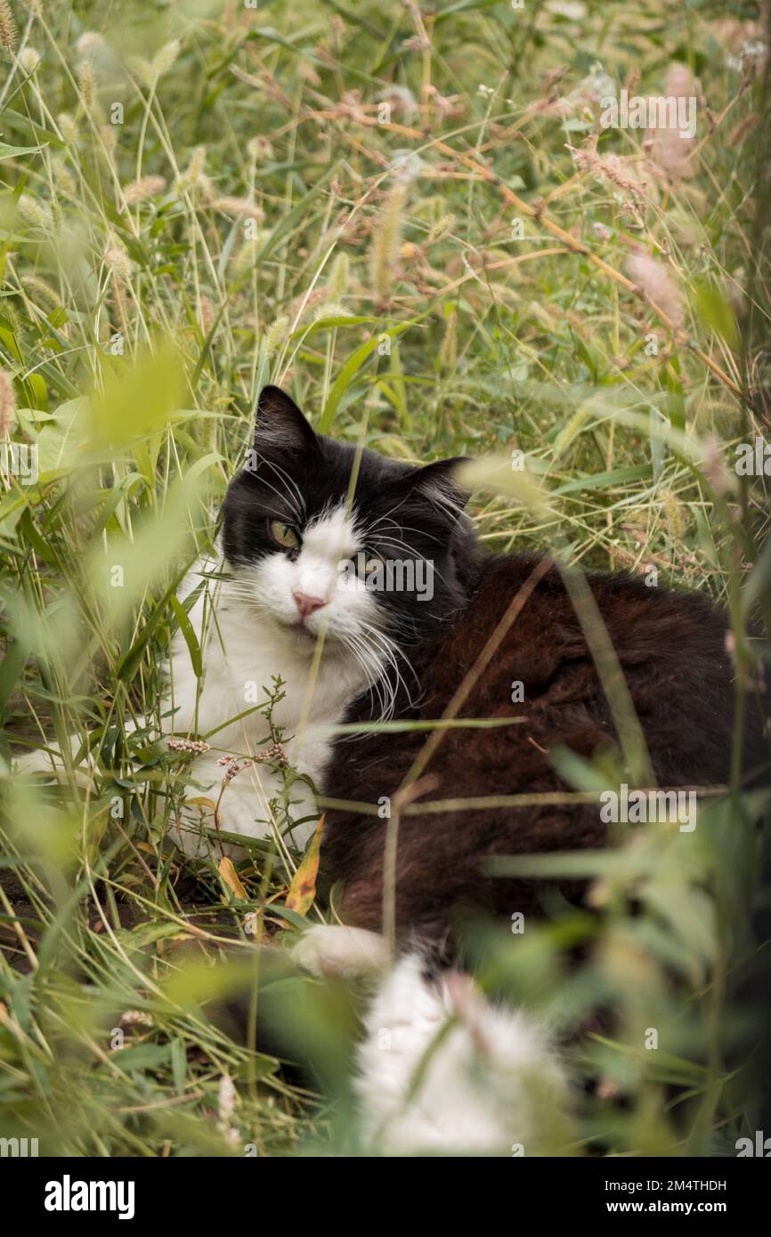 Domestic cate hi-res stock photography and images - Alamy