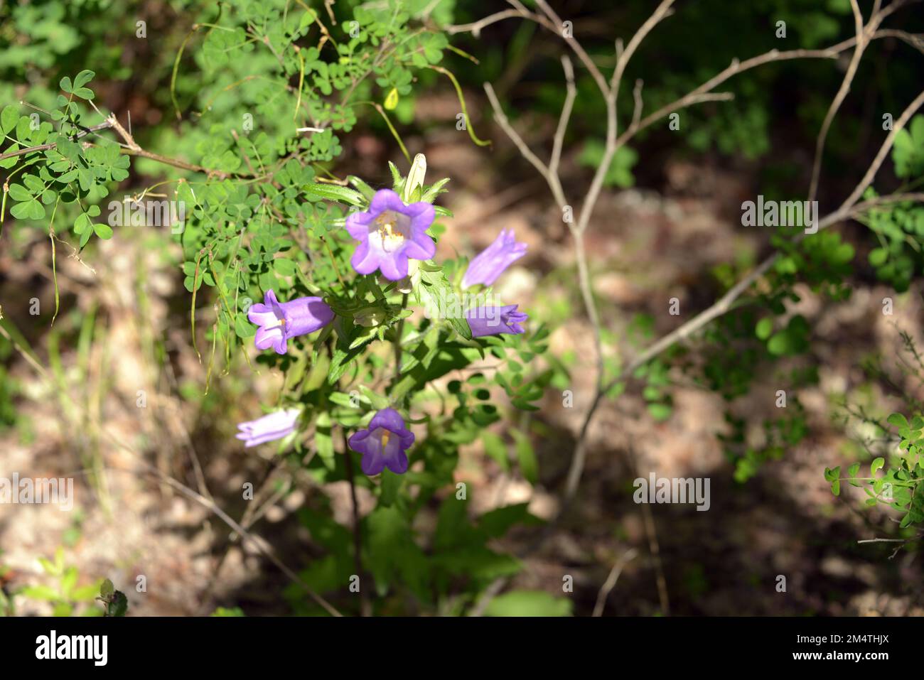 Quinson hi-res stock photography and images - Alamy