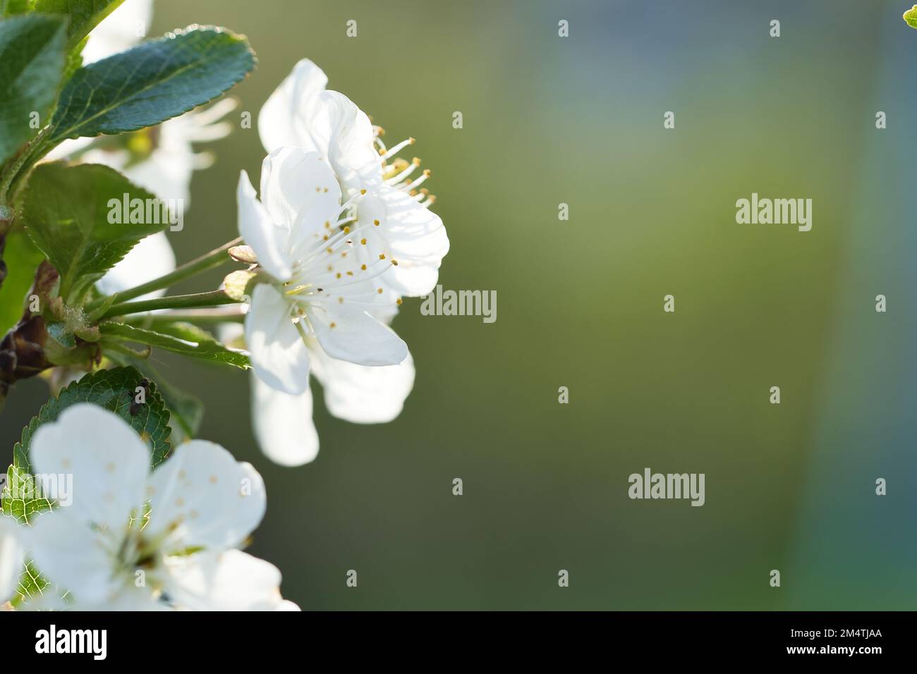 white pink apple blossom on the branch of apple tree. Blossoms from ...