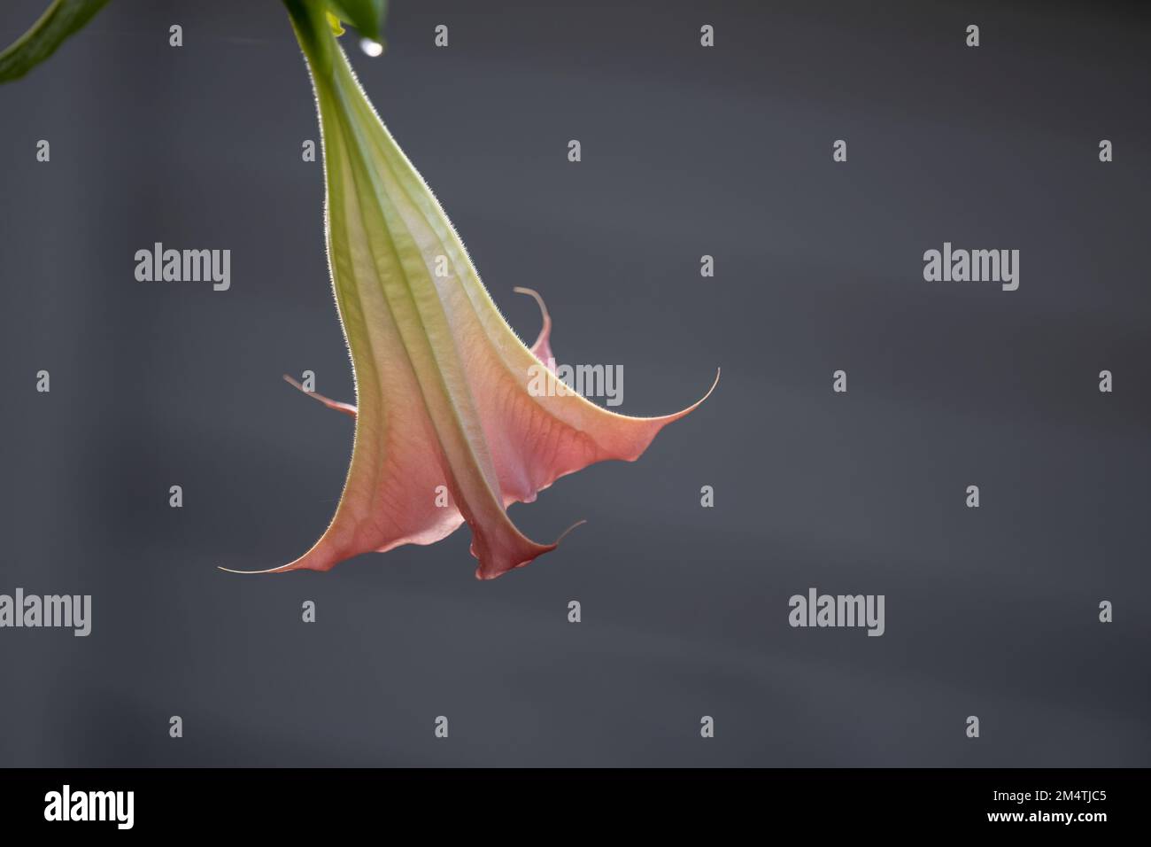 Beautiful blooming pink flower at backyard. Auckland Stock Photo - Alamy