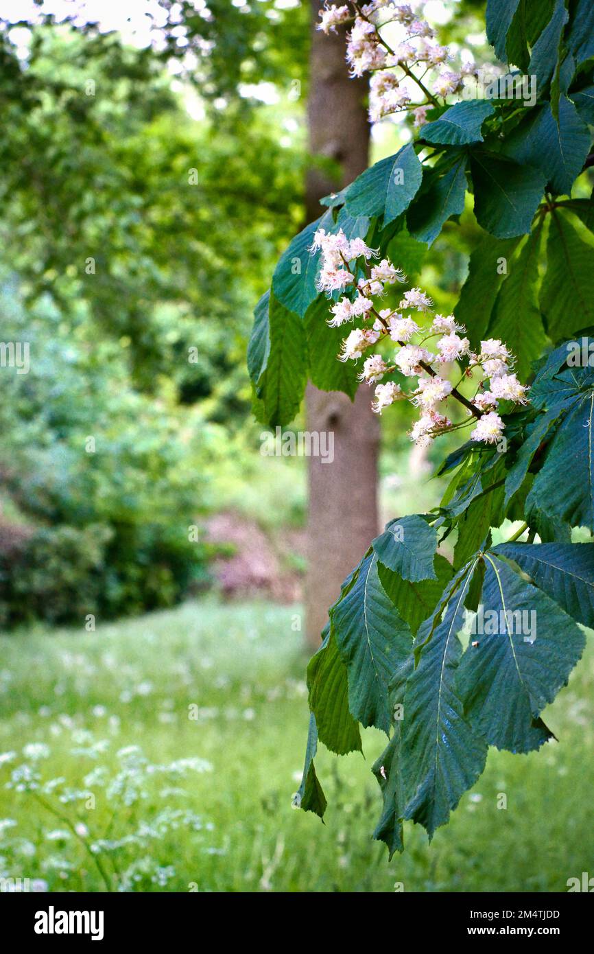Chestnut tree flower hi-res stock photography and images - Alamy