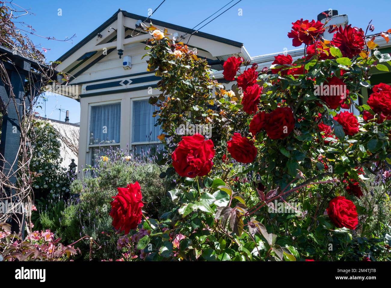 Wellington colonial architecture hi-res stock photography and images ...