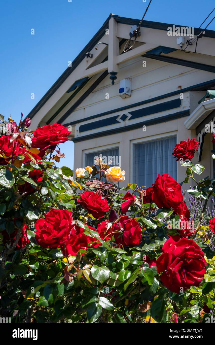 Red roses in front of colonial villa, Petone, Wellington, North Island ...
