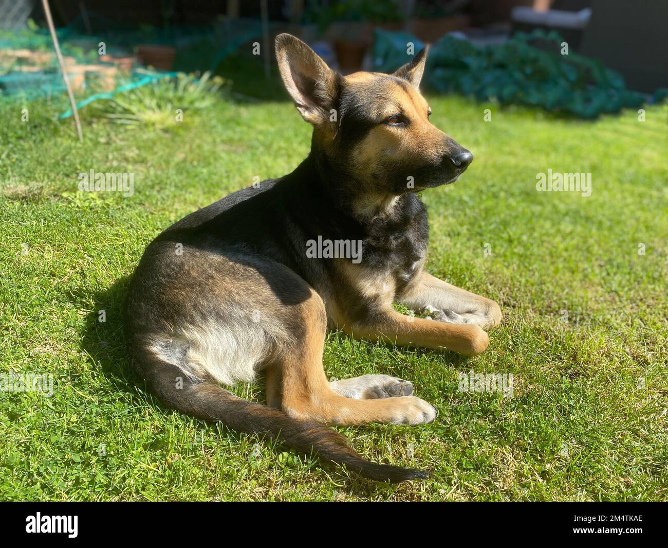 Adorable serious dog relaxed on green grass, outdoors sunbathing Stock ...