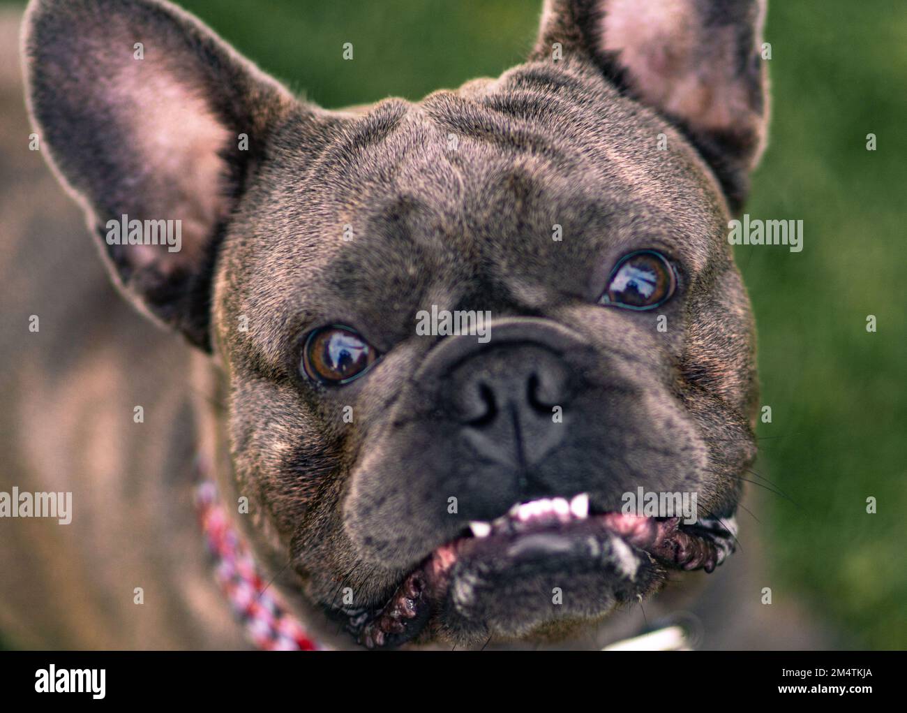 Blue Brindle French bulldog smiling at the camera Stock Photo - Alamy