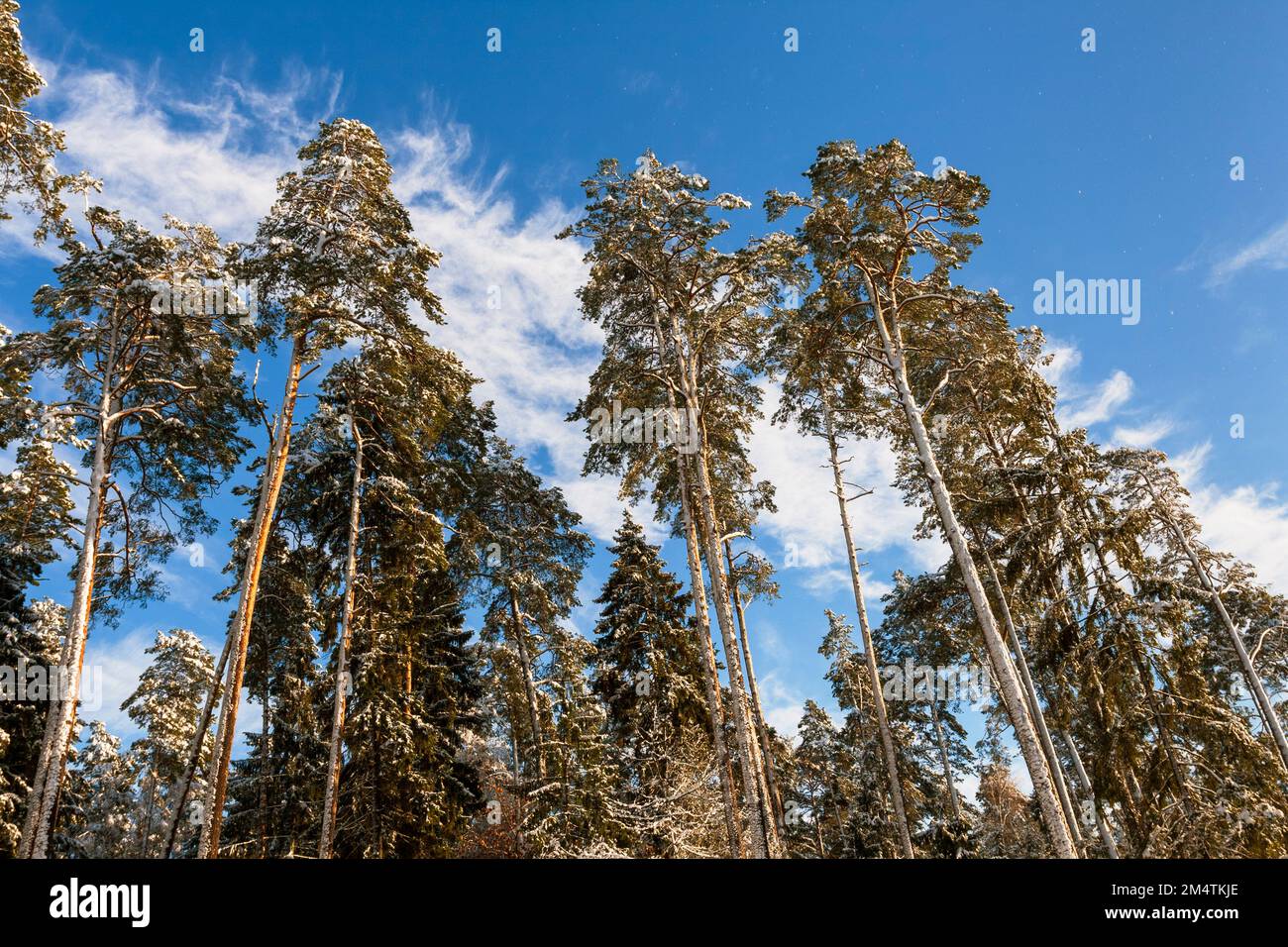Piska Forest, pine crowns, Poland Stock Photo - Alamy