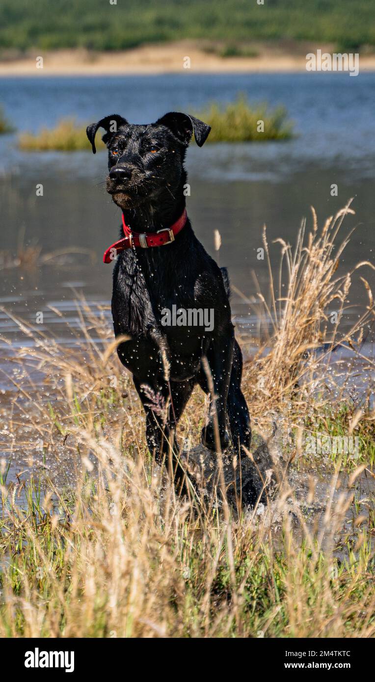 mixed-breed black dog playing in a lake Stock Photo - Alamy