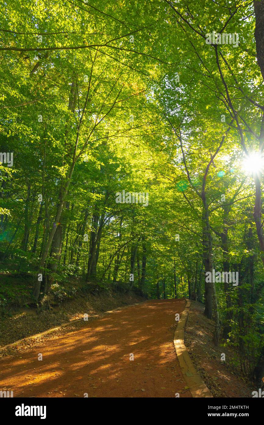 Belgrad forest in Istanbul. Jog or hike trail in the forest in vertical ...