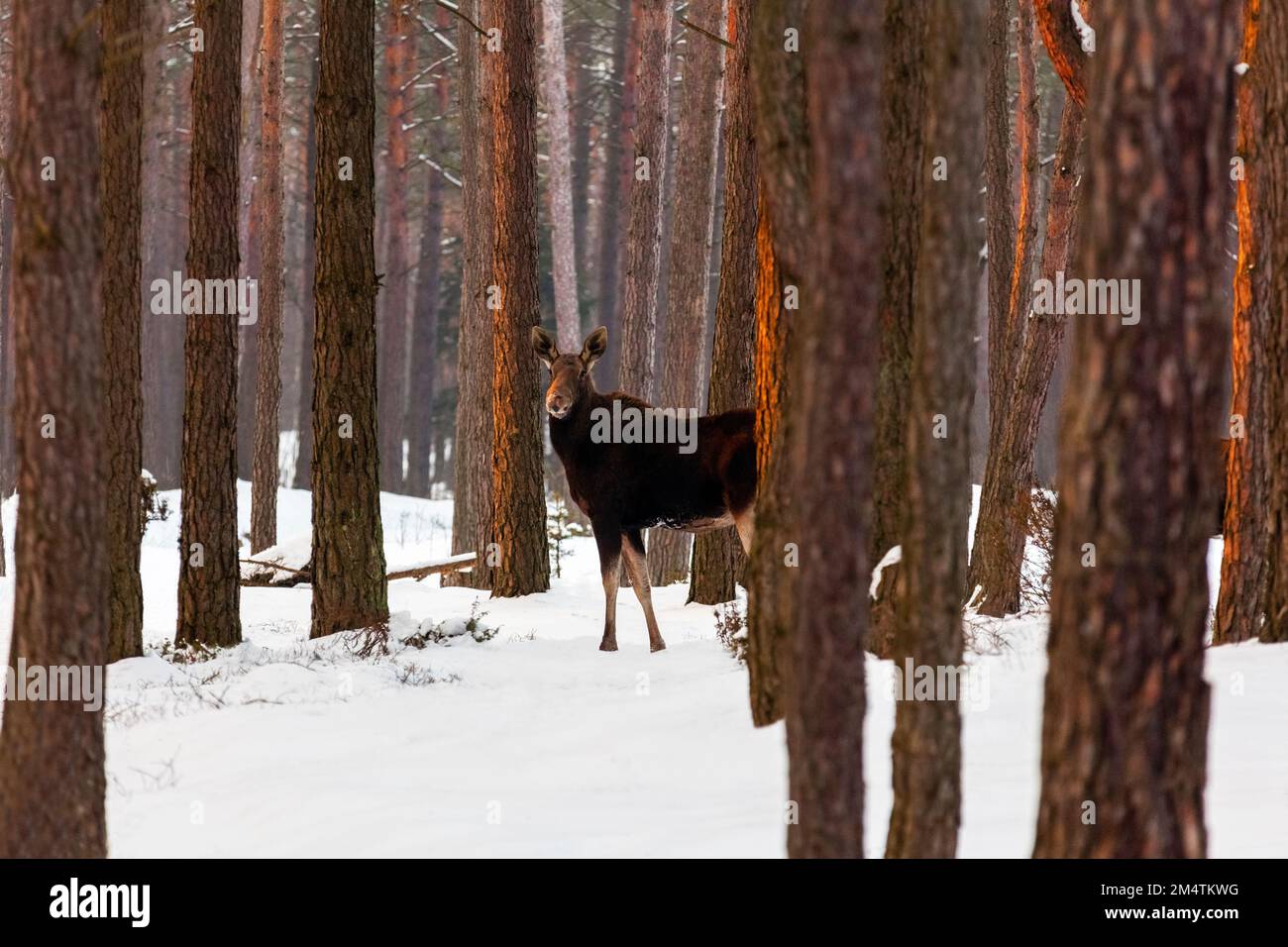 Moose in the Biebrza National Park, Poland Stock Photo - Alamy
