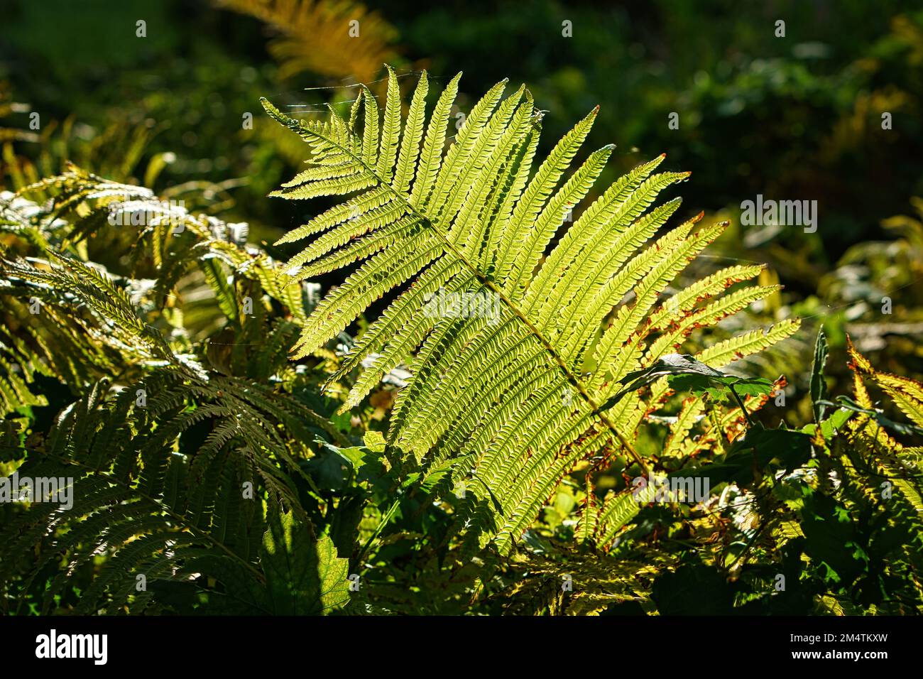 Yellow green fern leaf at autumn time with autumn light. Fern leaf in ...