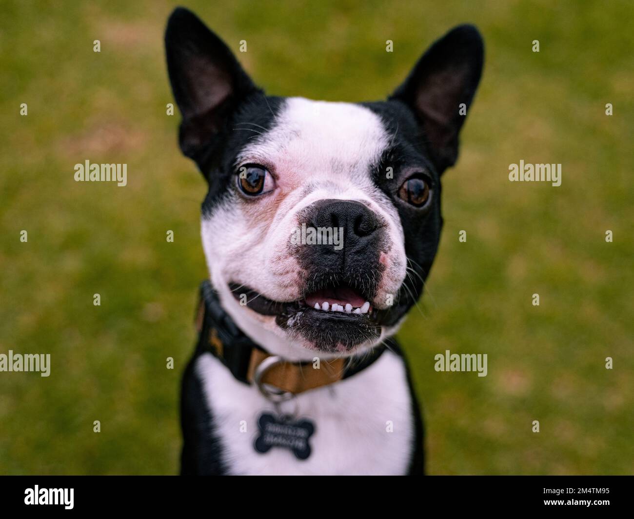 Bostonterrier hi-res stock photography and images - Alamy