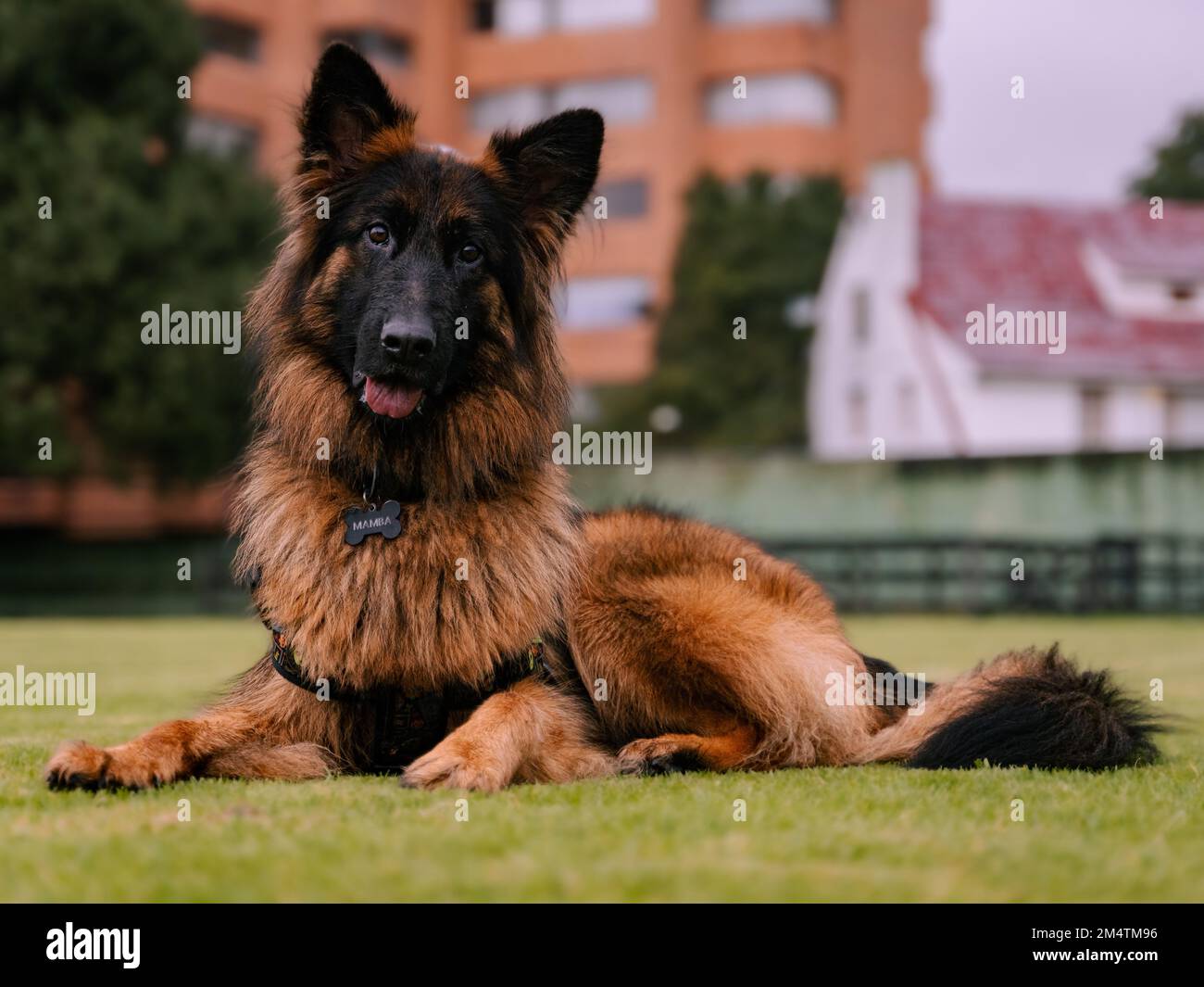 German Shepherd laying in the grass smiling to the camera Stock Photo ...