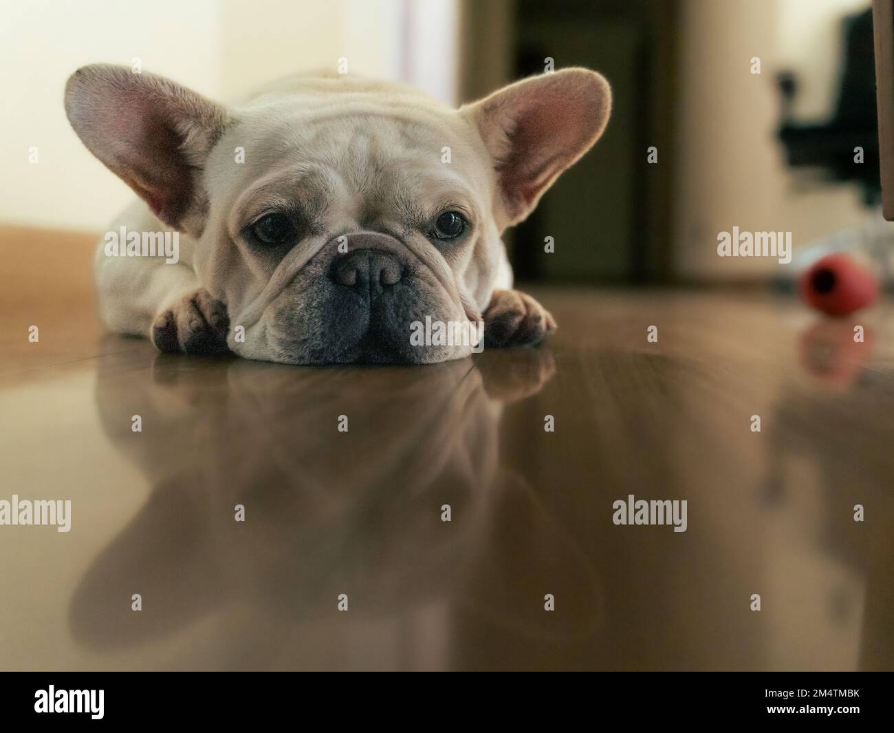 French Bulldog inside a house looking at the camera Stock Photo - Alamy