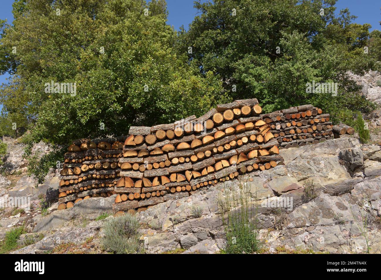 Cut oak wood stacked in Moissac Bellevue Provence Stock Photo - Alamy